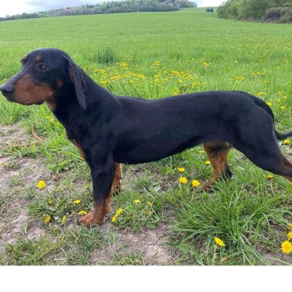 Jagdhunderassen - alle Jagdhunde im Überblick