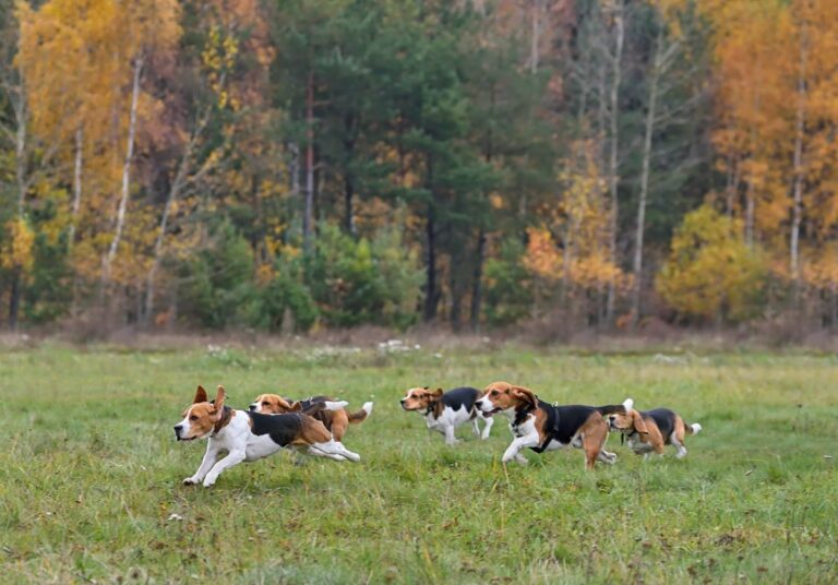Jagdhunderassen - alle Jagdhunde im Überblick