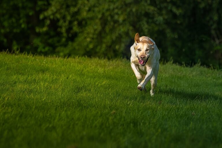 Jagdhunderassen - alle Jagdhunde im Überblick